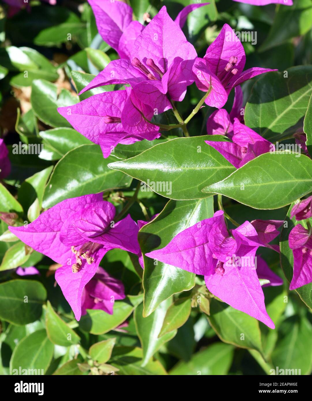 Bougainvillea, Glabra, Spectabilis, Bougainvilleas, Drillingsblume ...