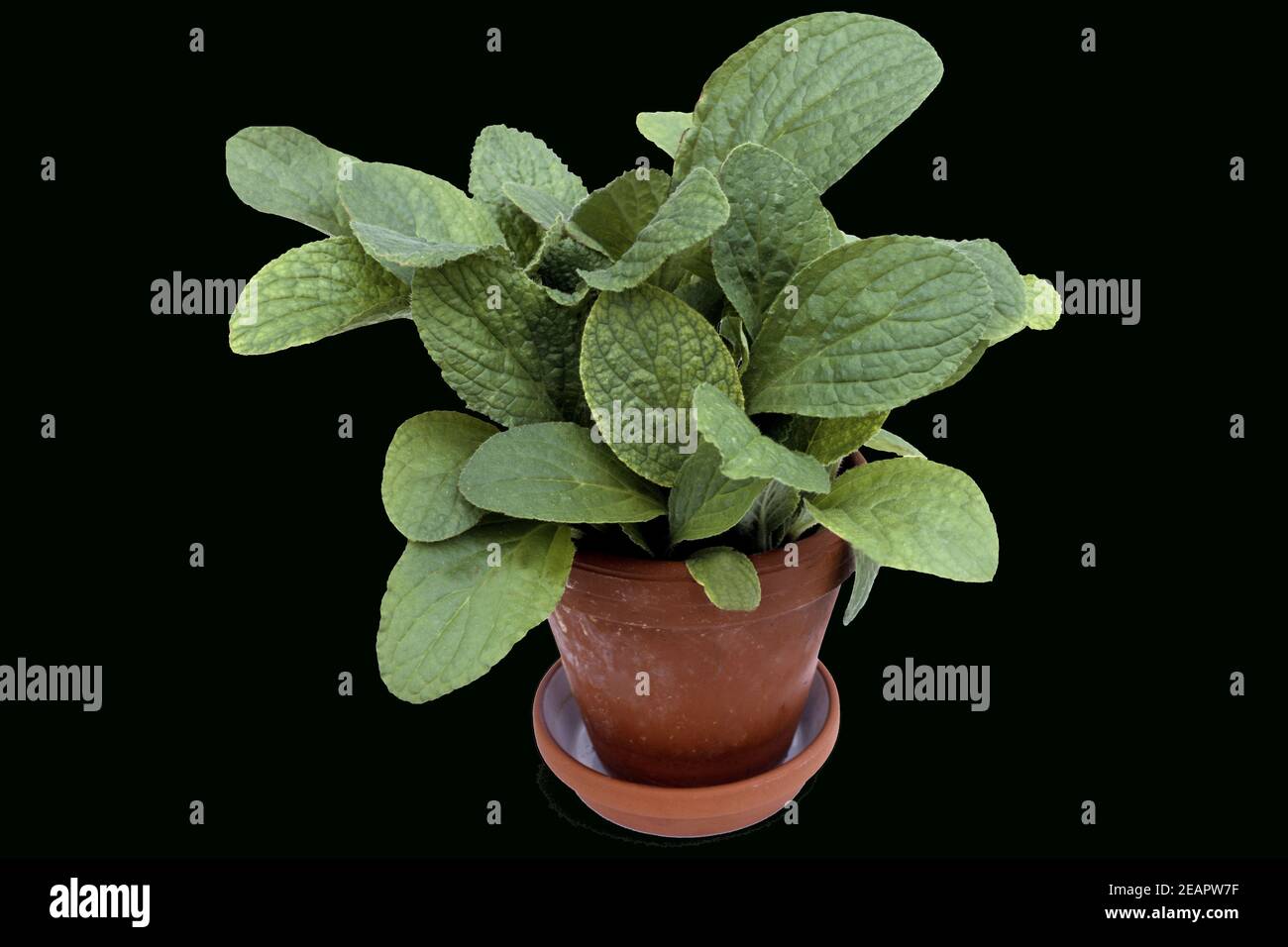 Borretsch; Borretschbluete; Borago officinalis Stock Photo - Alamy