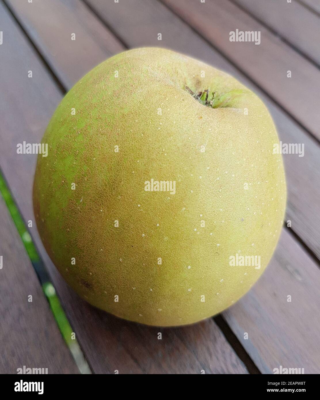 Apple Tree Malus Domestica Boskoop High Resolution Stock Photography ...