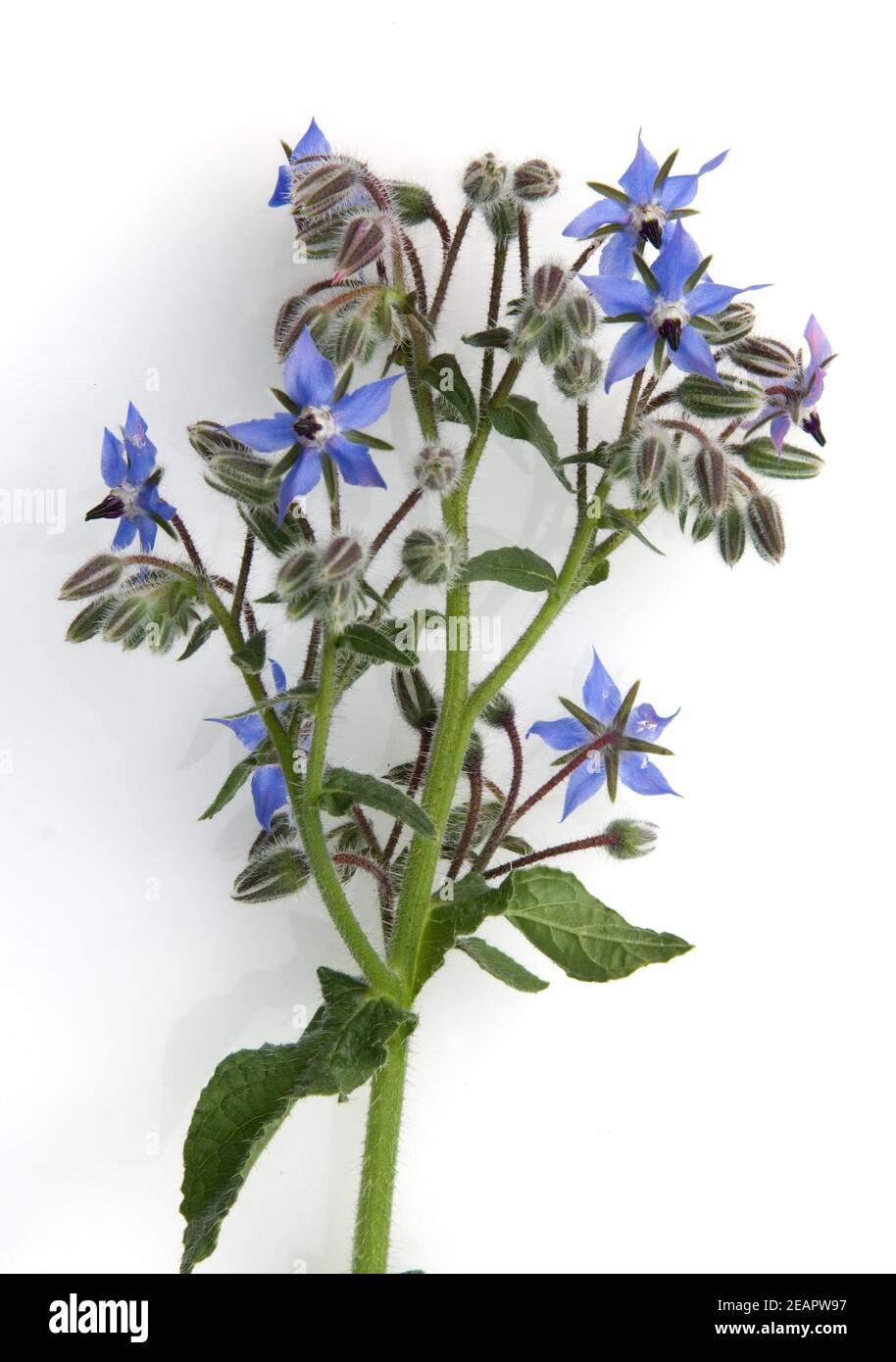 Borretsch borretschbluete officinalis kuechenkraeuter kuechenkraut hi ...