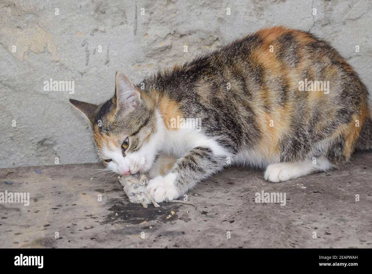 Cat Bite High Resolution Stock Photography and Images - Alamy