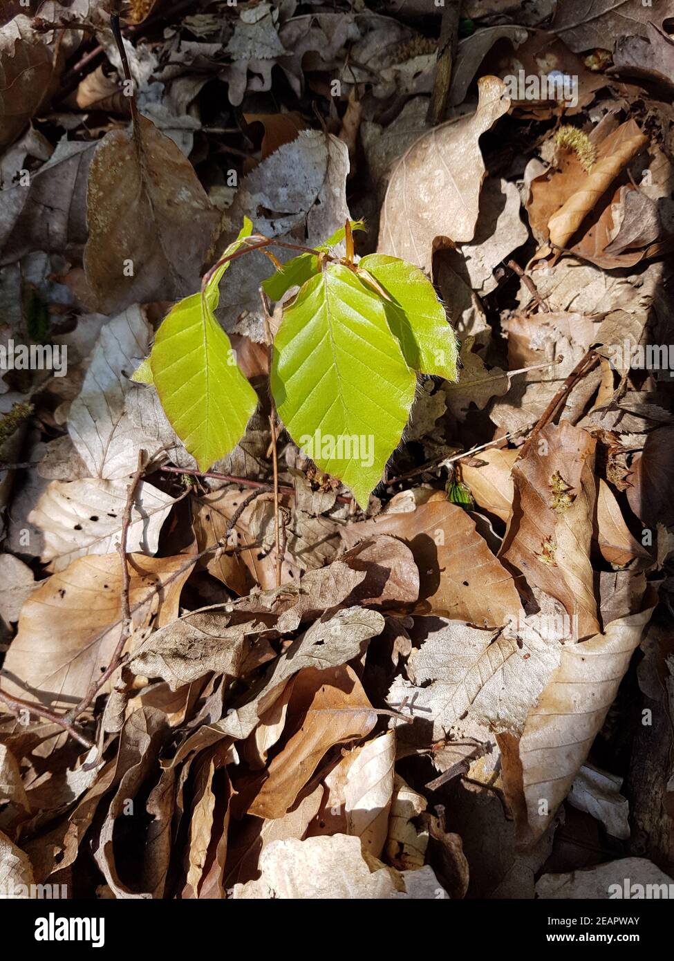 Buchenblatt rotbuche hi-res stock photography and images - Alamy