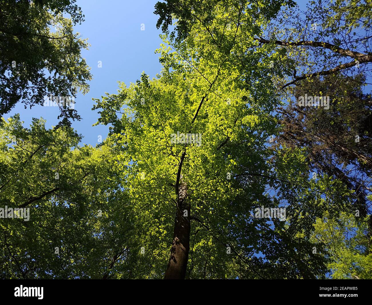 Nationalpark reinhardswald hi-res stock photography and images - Alamy