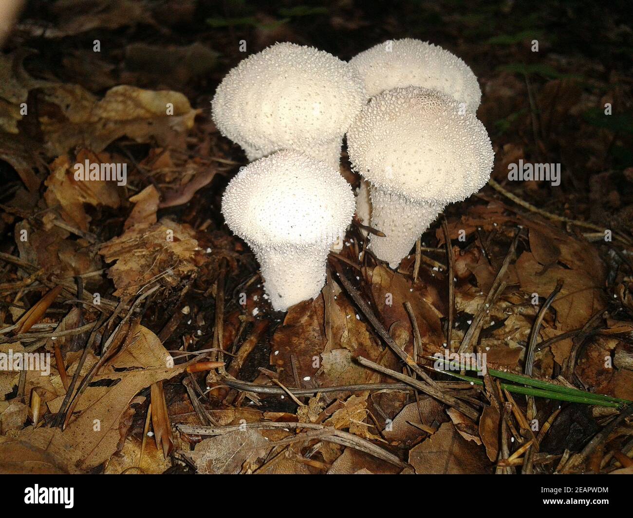 Bottle bovist hi-res stock photography and images - Alamy