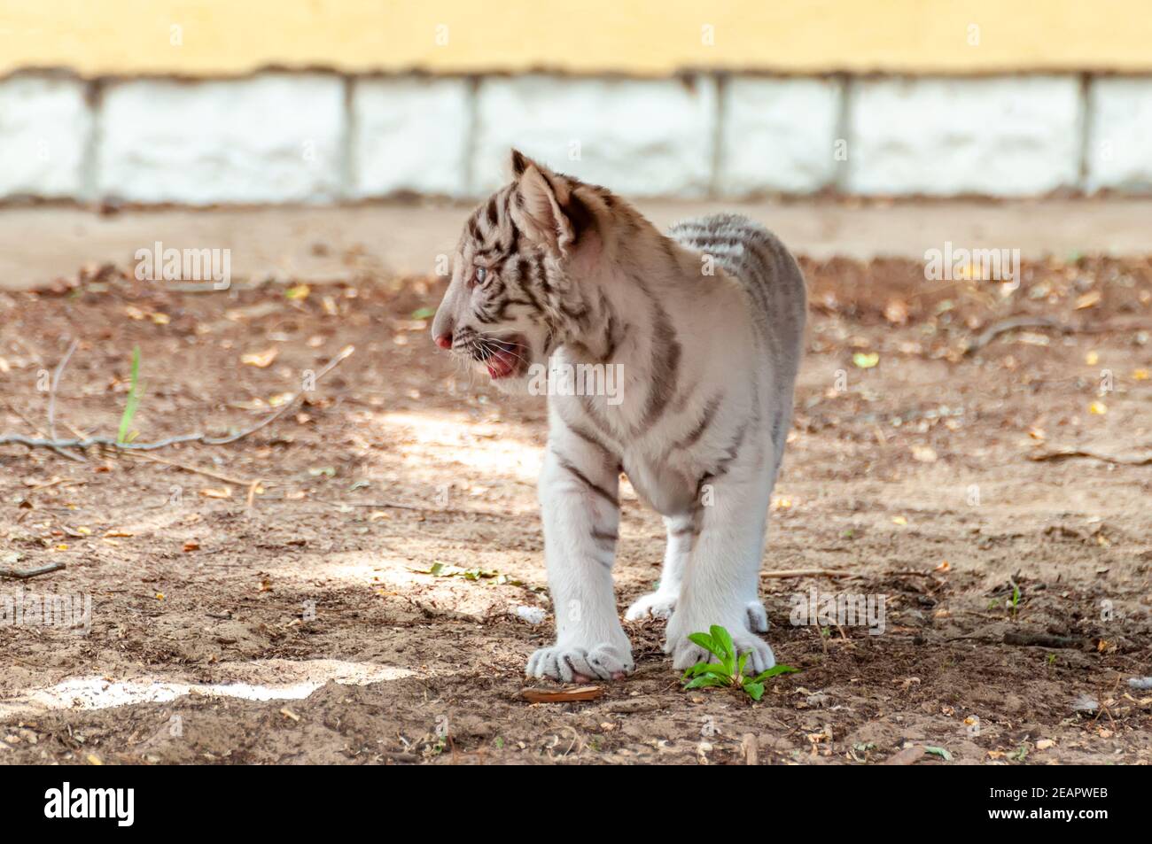 Baby Bengal Tiger Cub Portrait High Resolution Stock Photography and ...