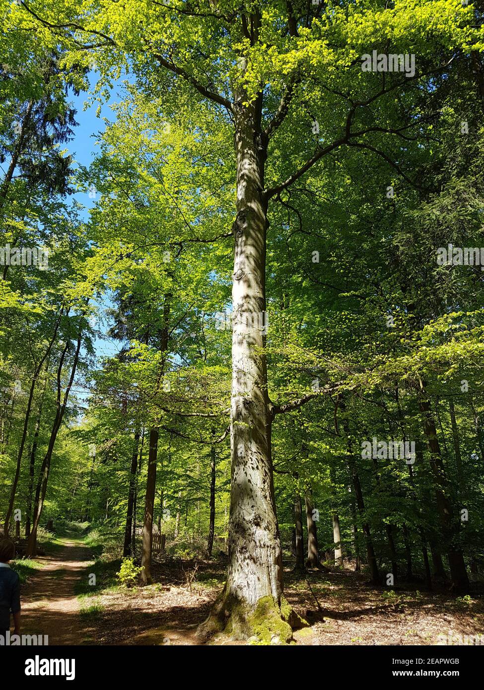 Buchenwald, Nationalpark, Kellerwald-Edersee Stock Photo - Alamy