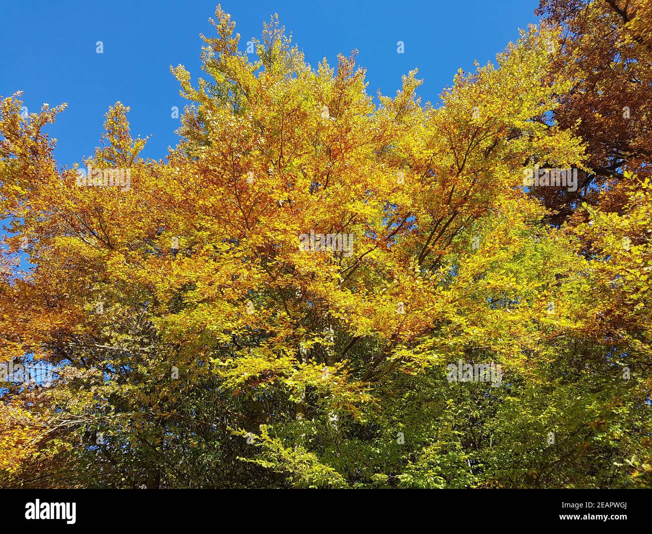 Buchenwald, Herbst, Rotbuche Fagus, sylvatica Stock Photo - Alamy