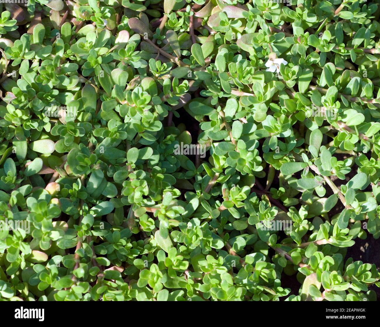 Bacopa monnieri hi-res stock photography and images - Alamy
