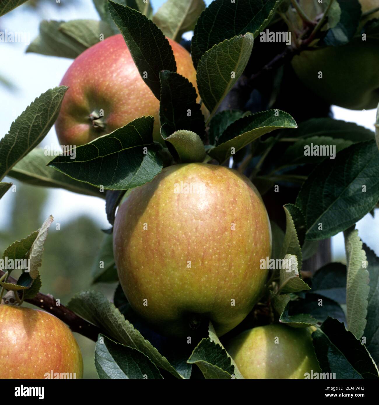 Braeburn apfel hi-res stock photography and images - Alamy