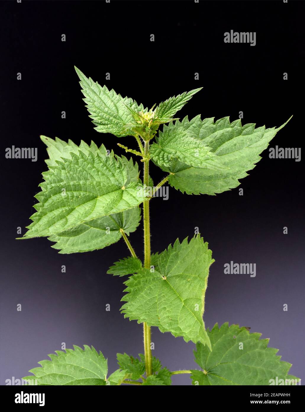 Brennnesselblaetter hi-res stock photography and images - Alamy