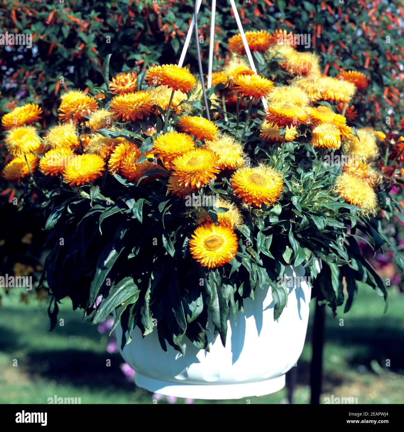 Bracteantha Bracteata High Resolution Stock Photography and Images - Alamy