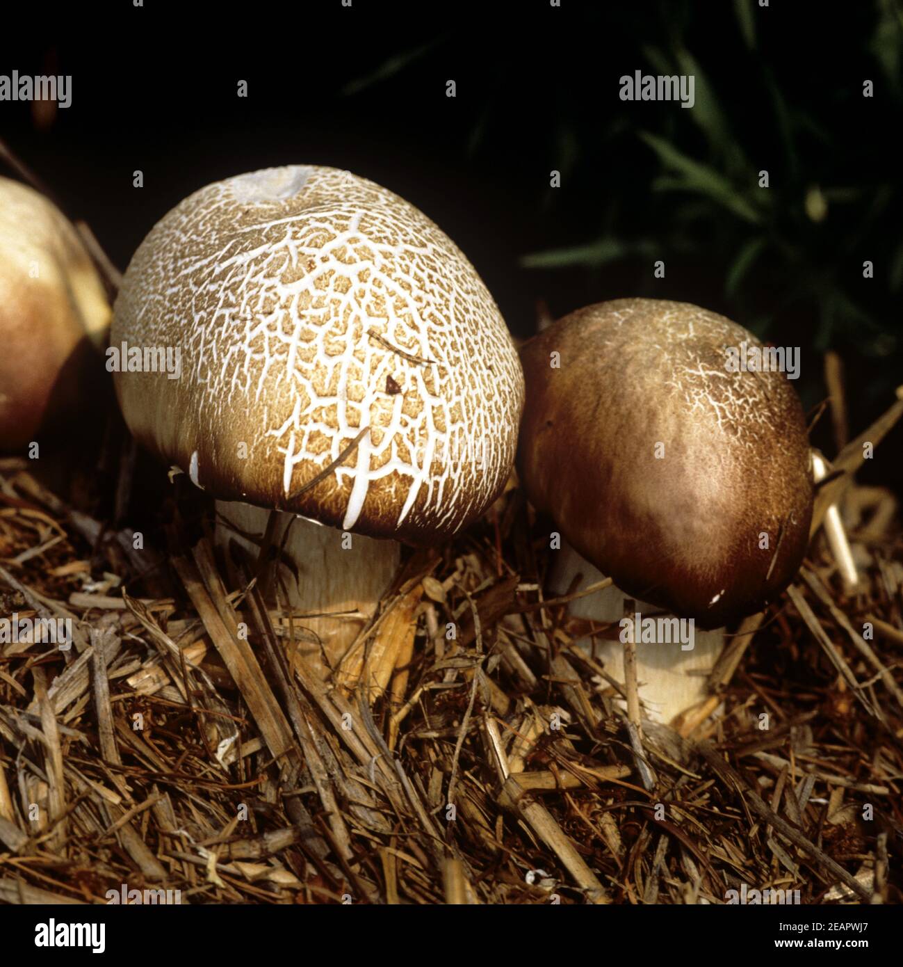 Brauner pilz hi-res stock photography and images - Alamy