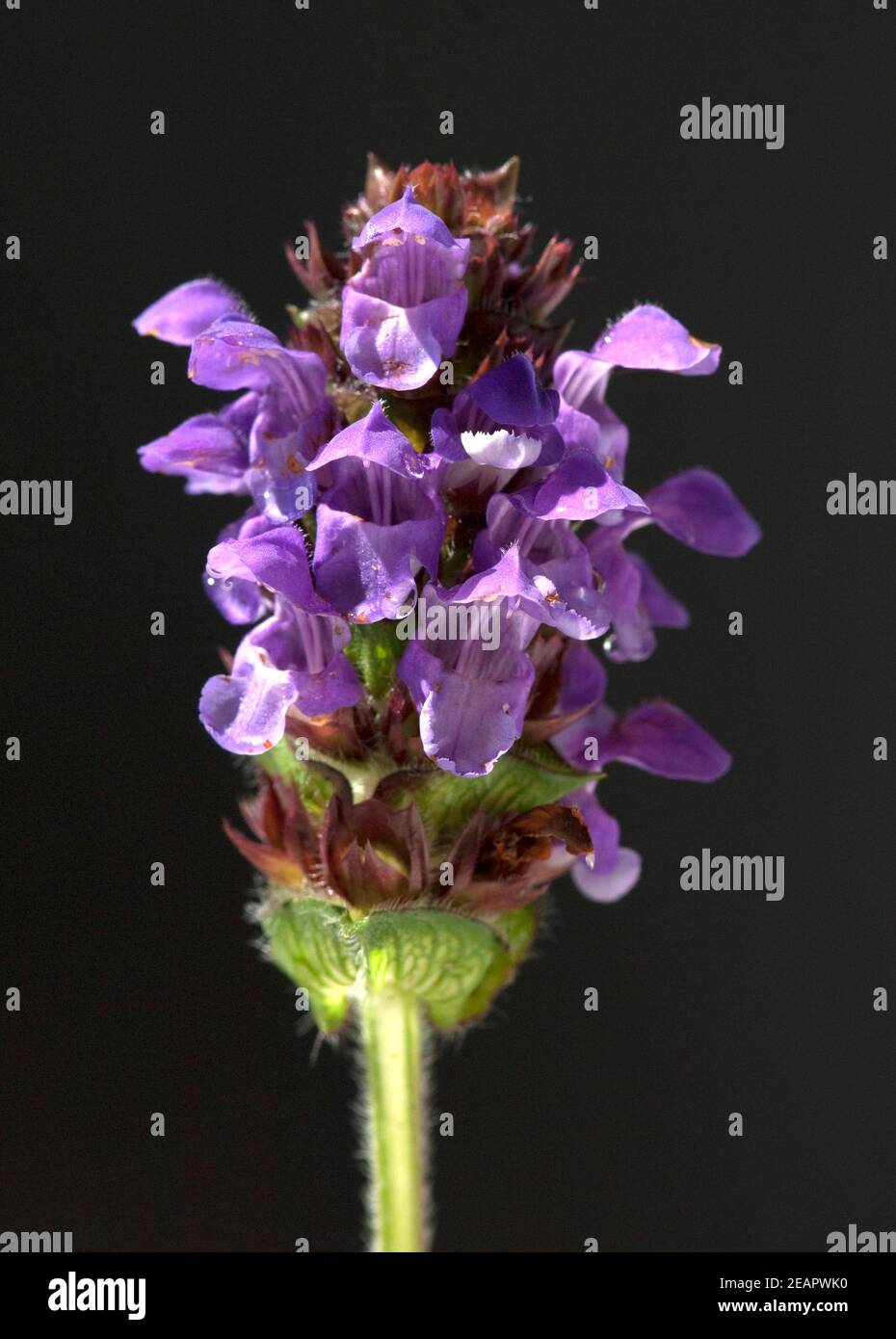 Prunella vulgaris tea hi-res stock photography and images - Alamy