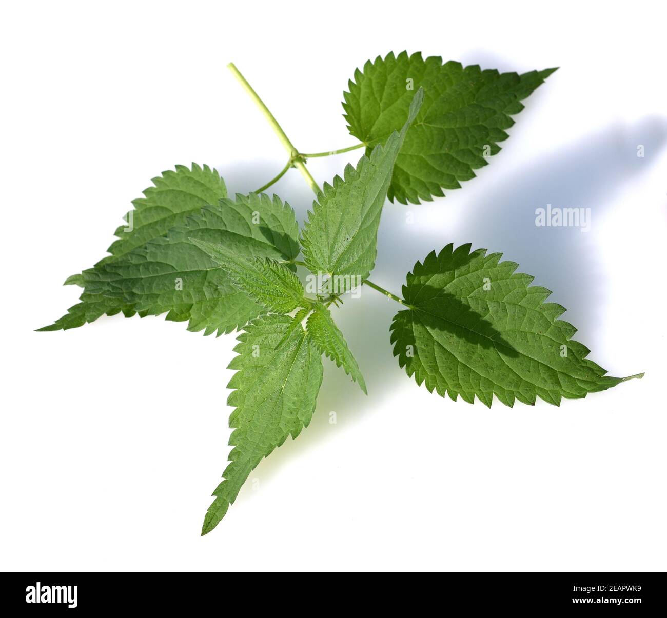 Brennnesselblaetter hi-res stock photography and images - Alamy