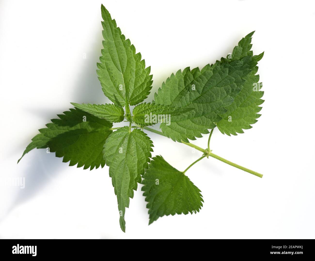 Brennnesselblaetter hi-res stock photography and images - Alamy