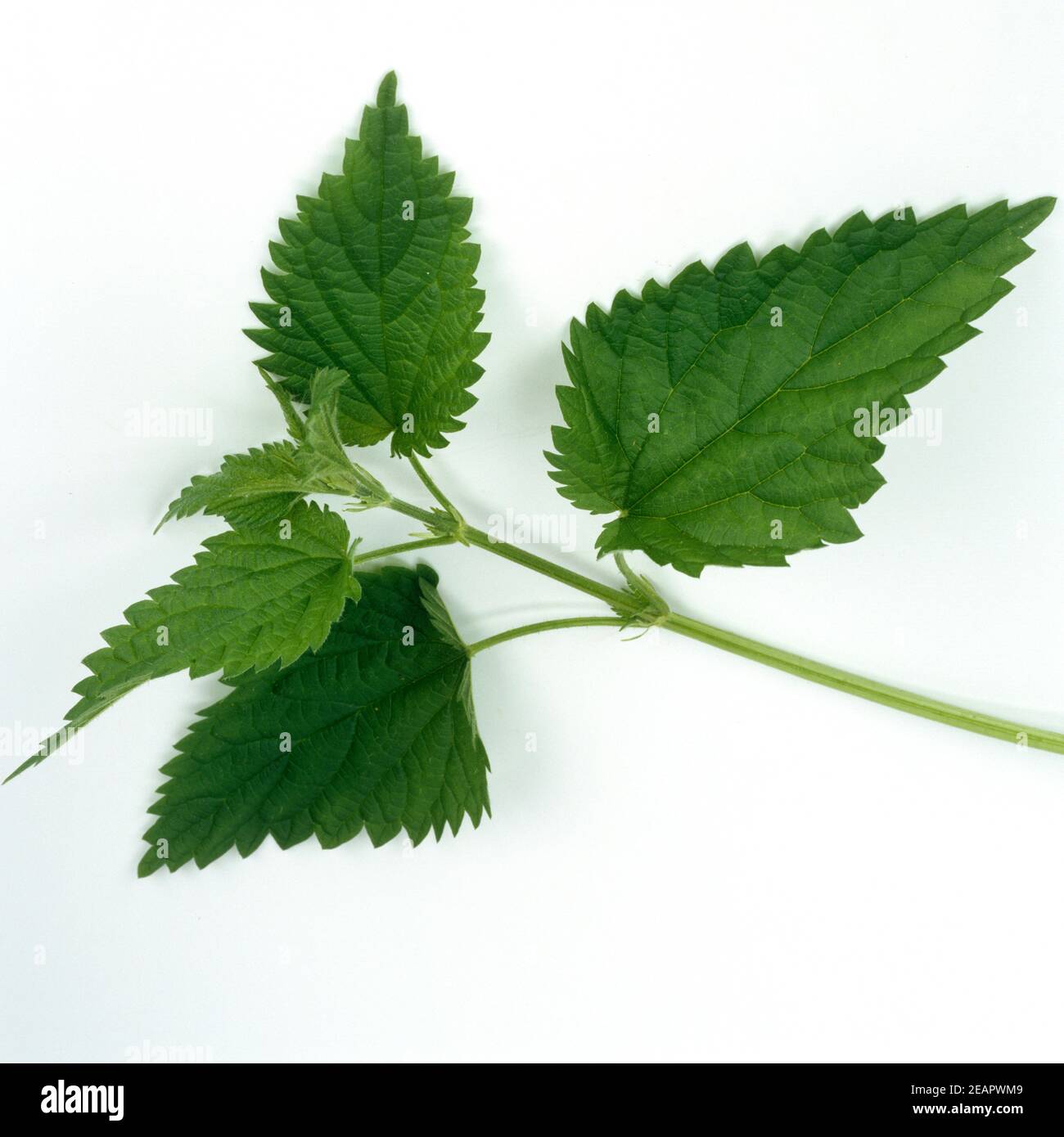 Brennnessel High Resolution Stock Photography and Images - Alamy