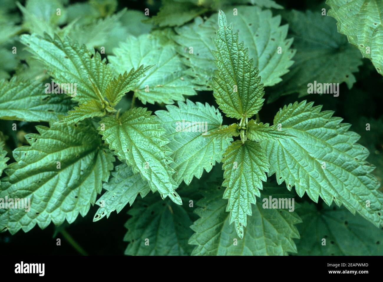 Brennnessel, Urtica Dioica, Grosse Brennnessel, Heilpflanzen Stock ...