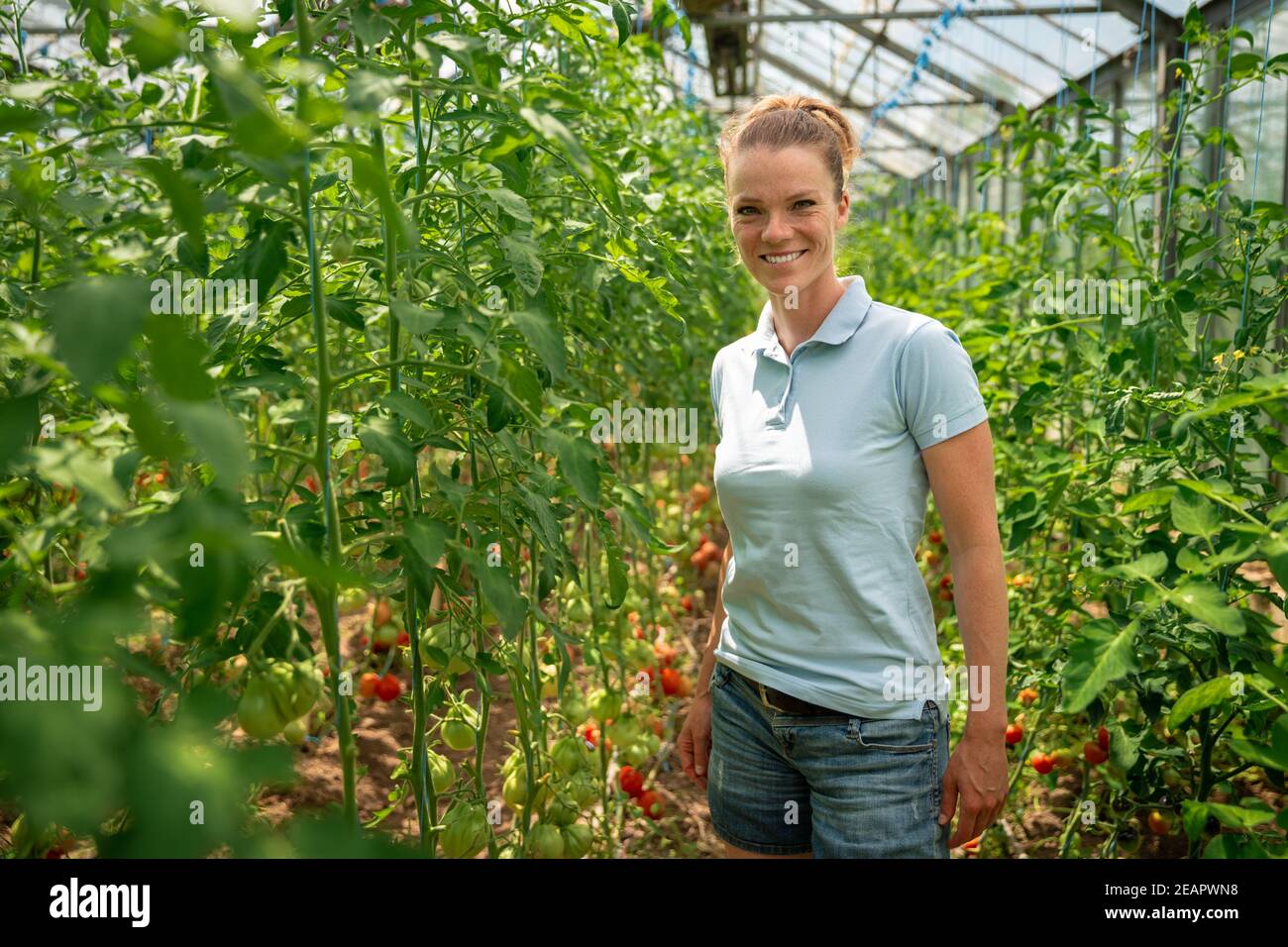 volunteers collecting tomatoes in a greenhouse Stock Photo - Alamy