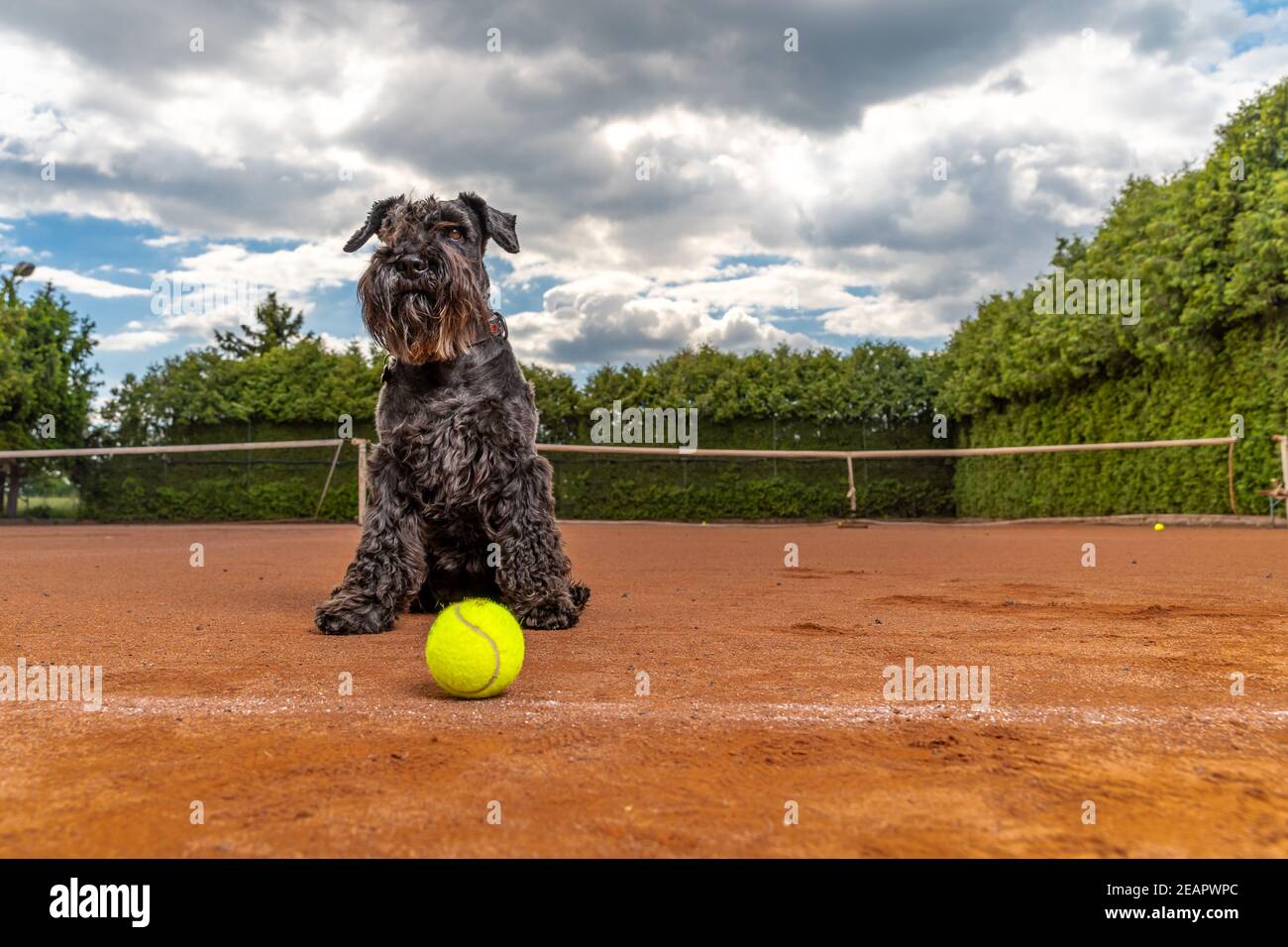 Dog on a tennis court with balls Stock Photo - Alamy