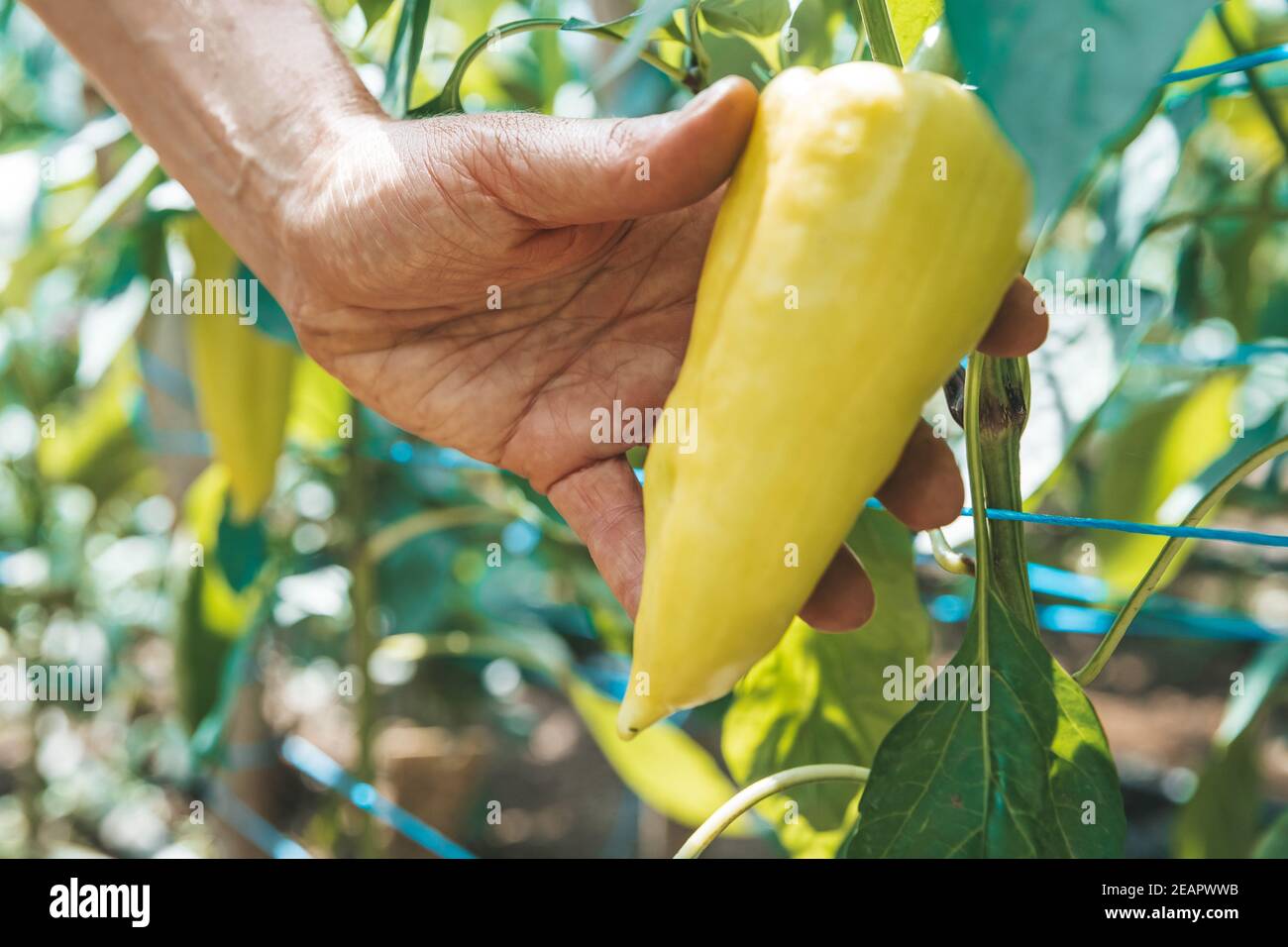 yellow peppers grown in a greenhouse on an organic farm Stock Photo - Alamy