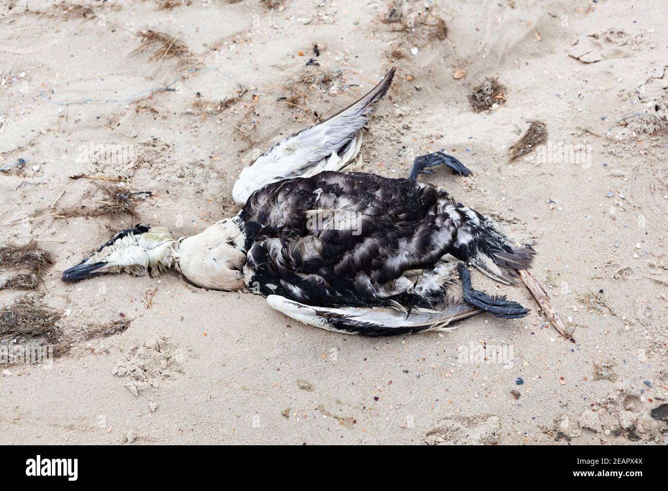 The photo shows a dead bird lying on a sand stand Stock Photo - Alamy