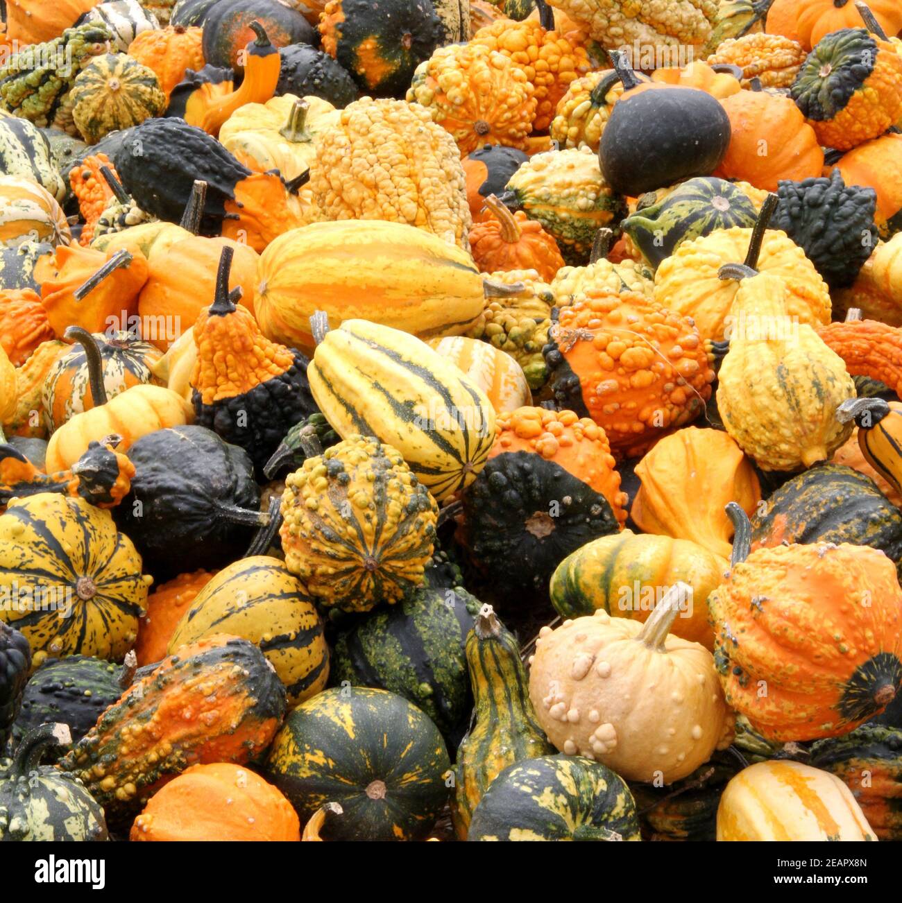 Many different and multi-colored pumpkins lying in the hay Stock Photo ...