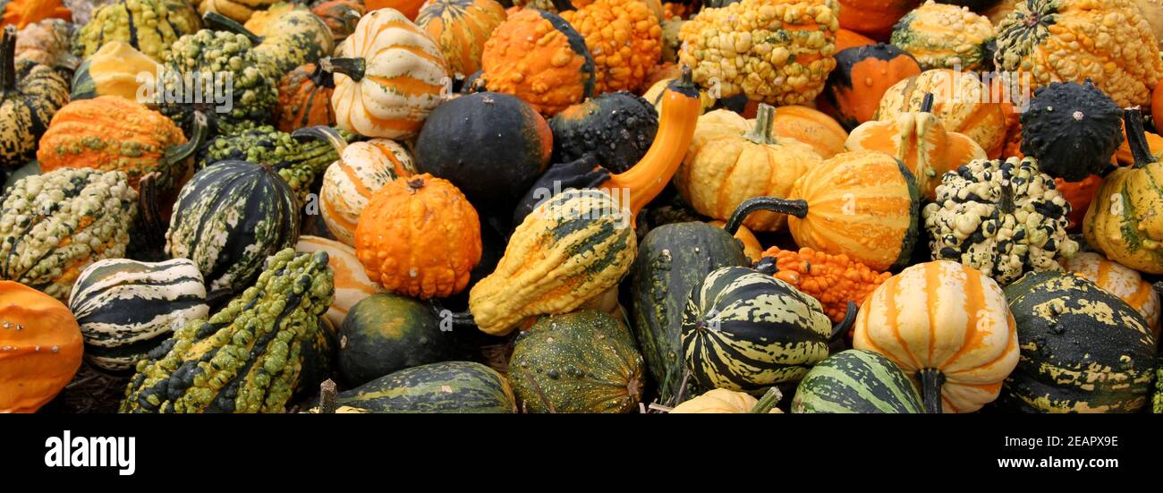 Many different and multi-colored pumpkins lying in the hay Stock Photo ...