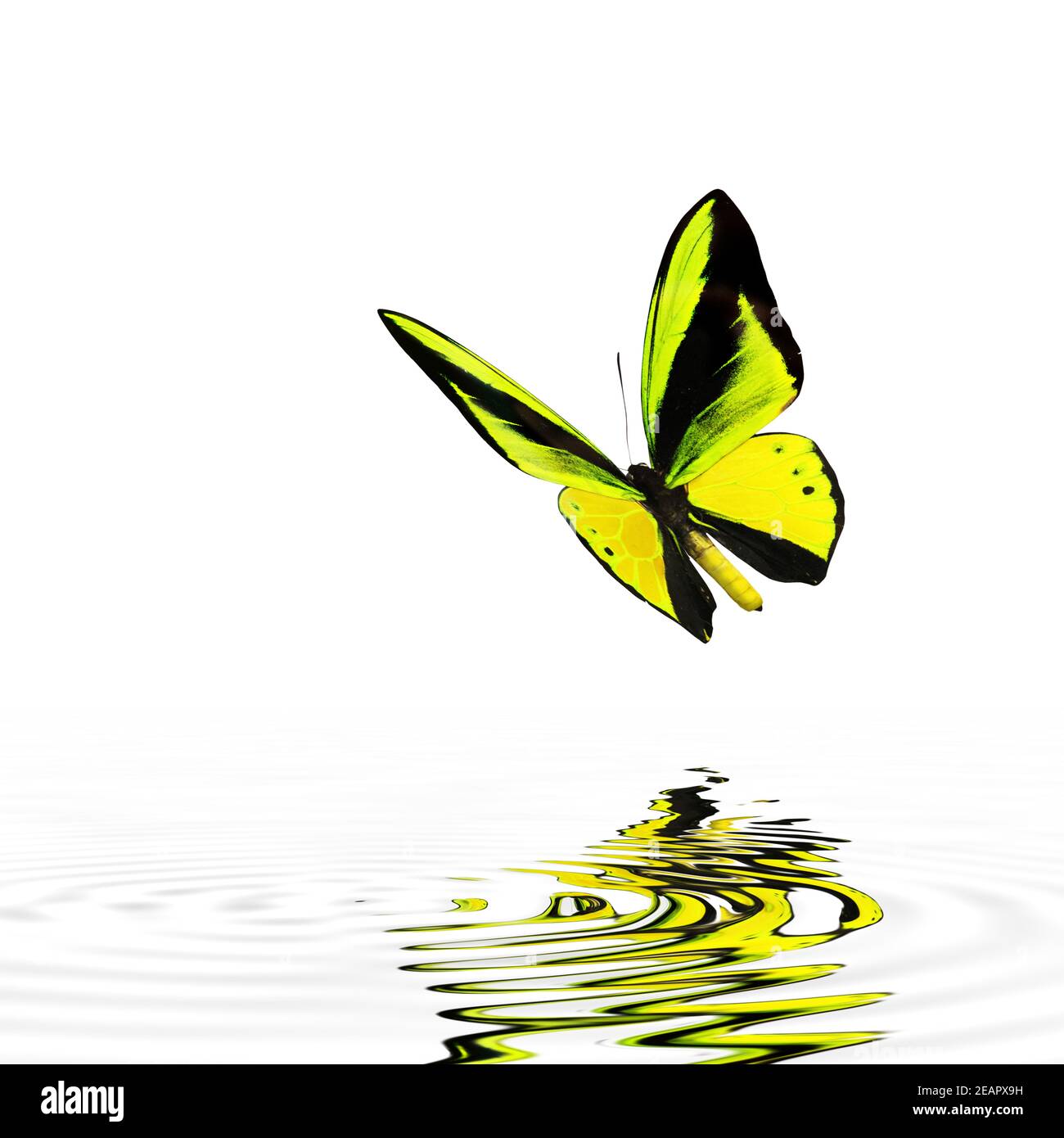 Multi color butterfly hi-res stock photography and images - Alamy