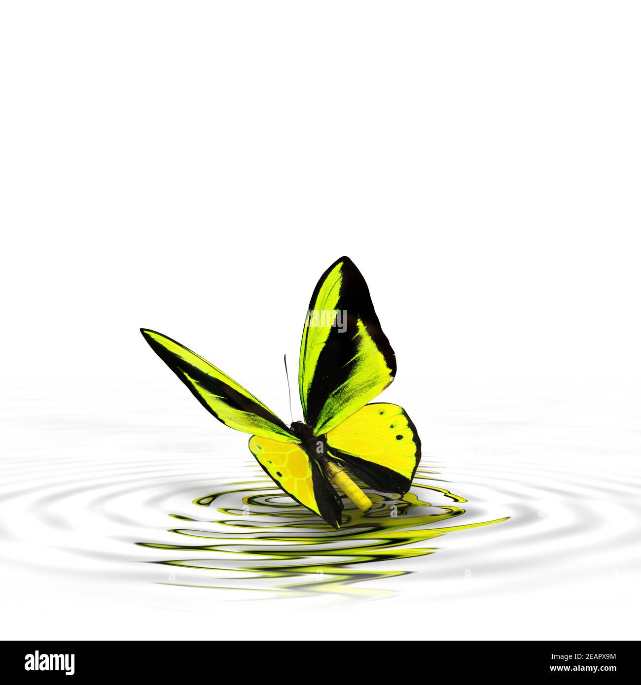 Beautiful multi-colored real butterfly flying on a white background ...