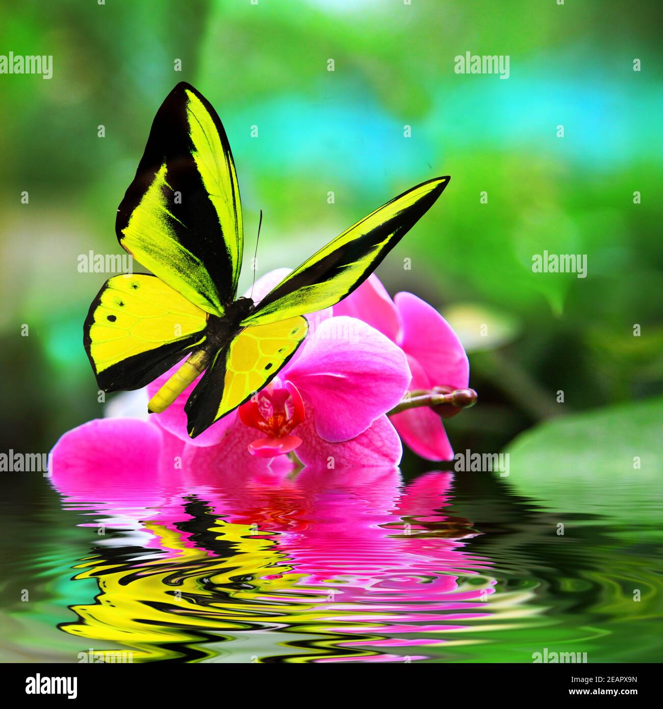 Beautiful multi-colored real butterfly flying on a green background ...