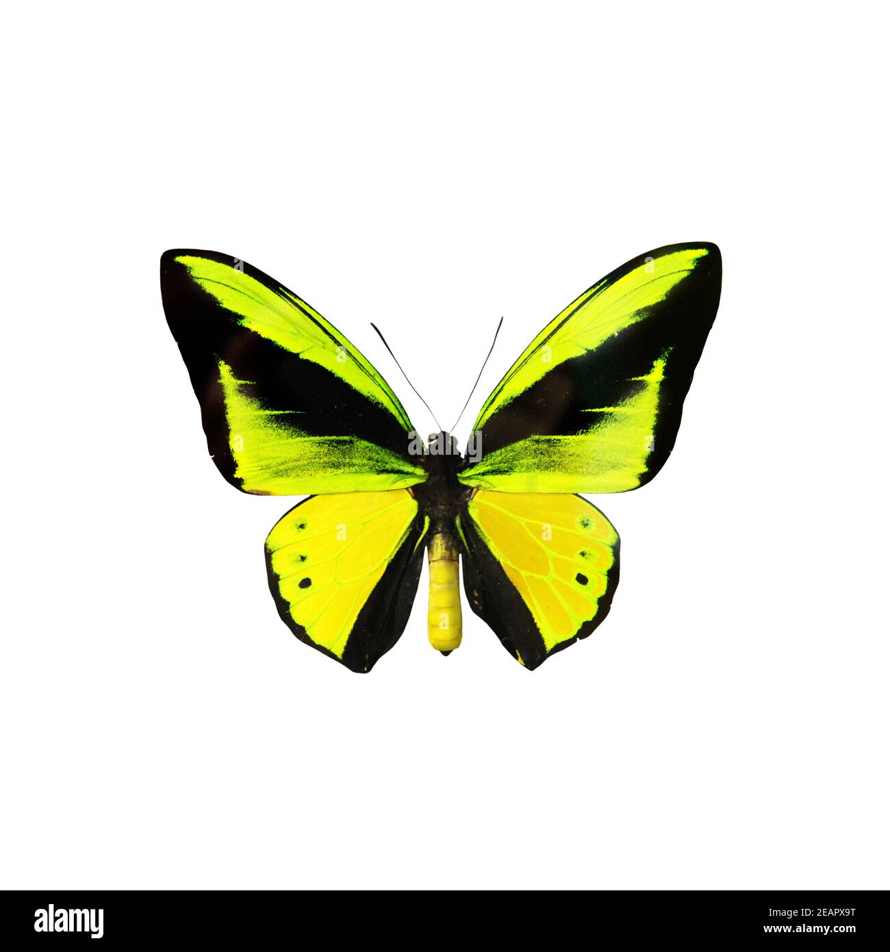 Beautiful multi-colored real butterfly flying on a white background ...