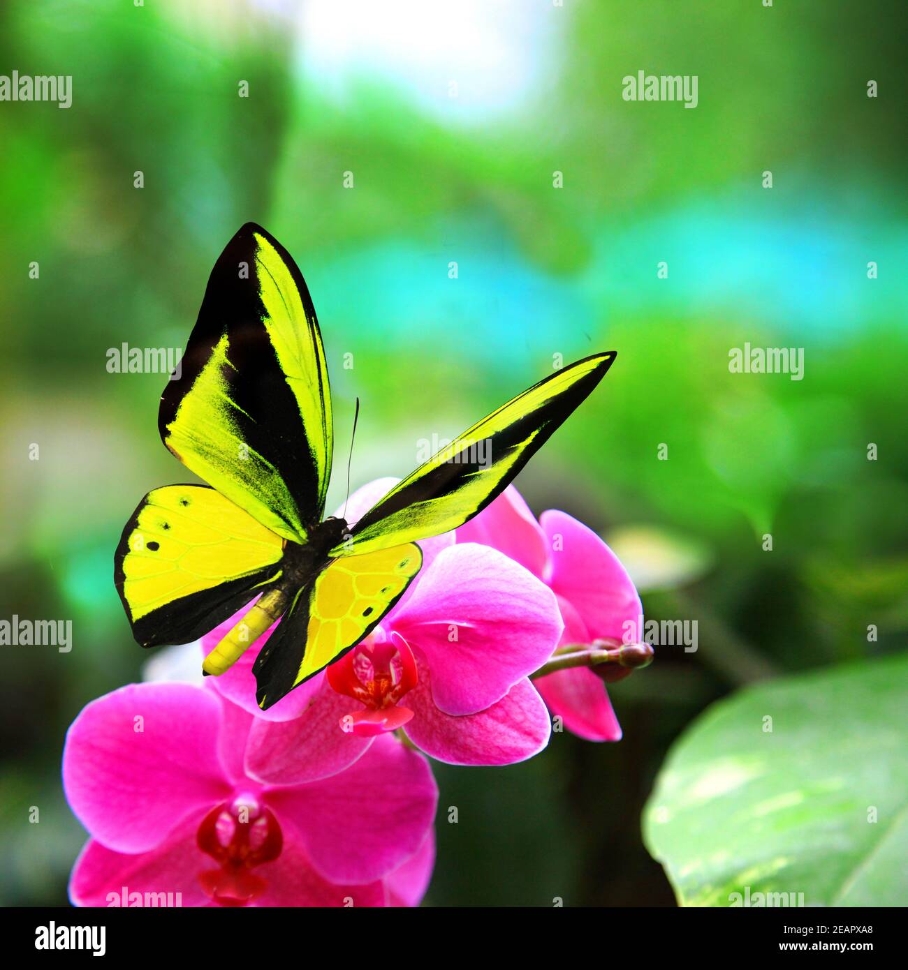 Beautiful multi-colored real butterfly flying on a green background ...