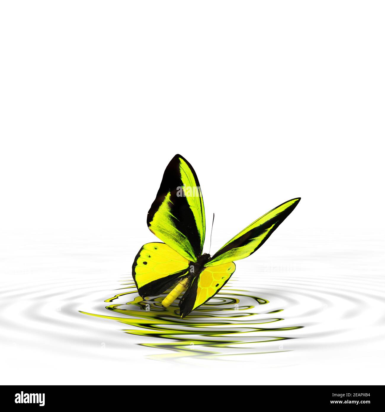 Beautiful multi-colored real butterfly flying on a white background ...