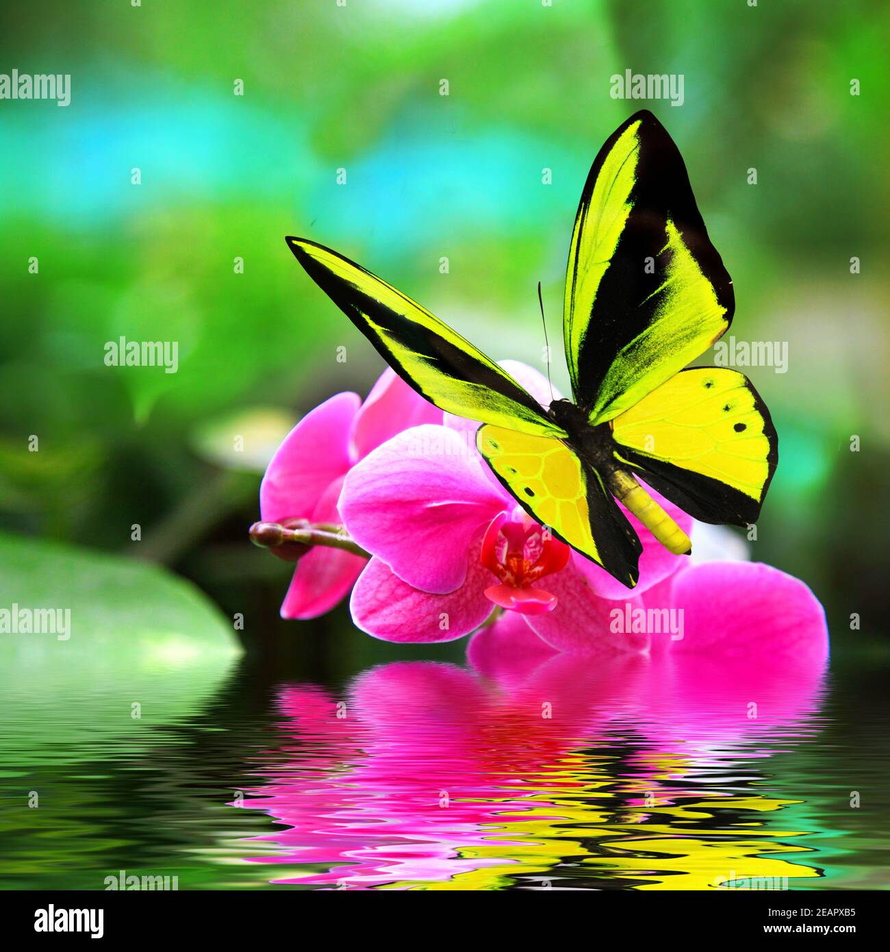 Real Images Of Colorful Butterflies