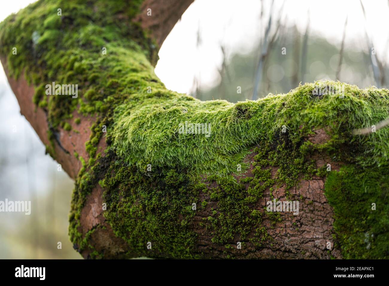 the tree trunk covered with the moss Stock Photo - Alamy