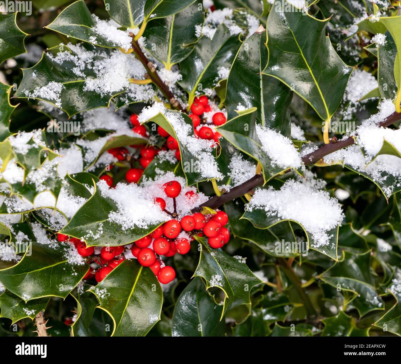 Holly tree with red berries hi-res stock photography and images - Alamy