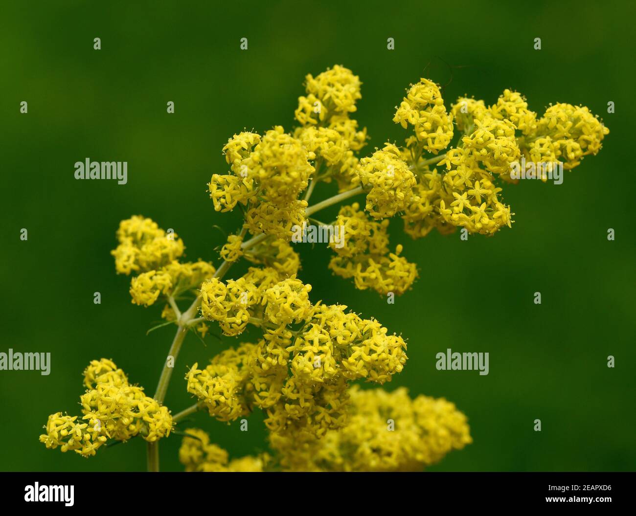 Labkraut, Galium, Verum, Echtes Stock Photo - Alamy