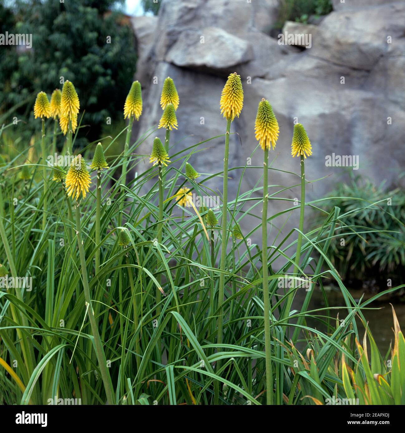 Fackel lilie hi-res stock photography and images - Alamy