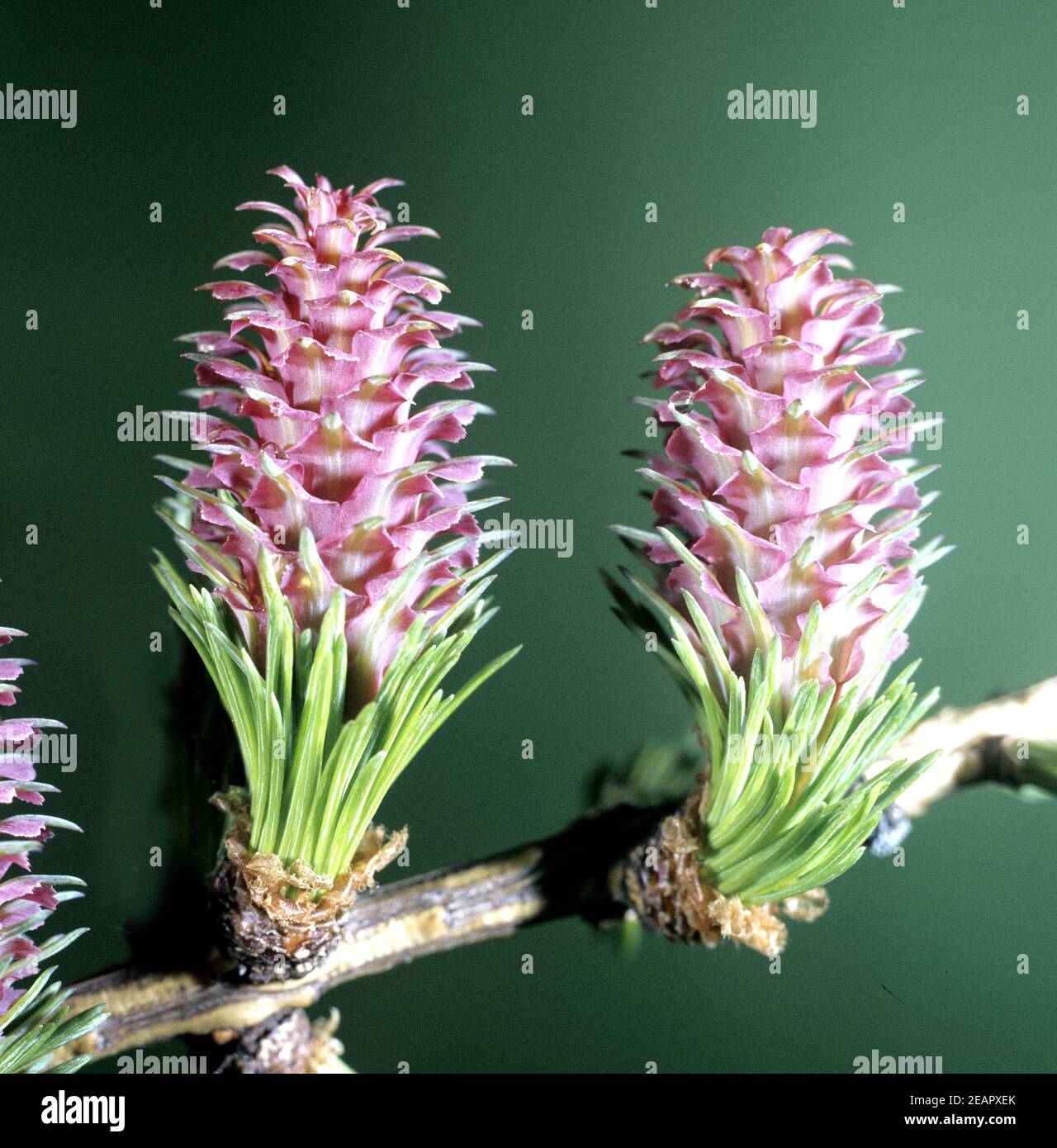 Laerchenbluete hi-res stock photography and images - Alamy