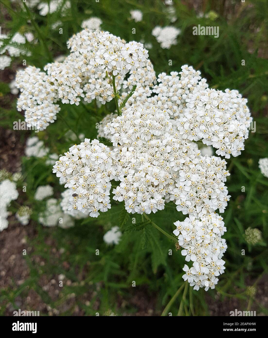 Schafgarbe Achillea millefolium Stock Photo - Alamy