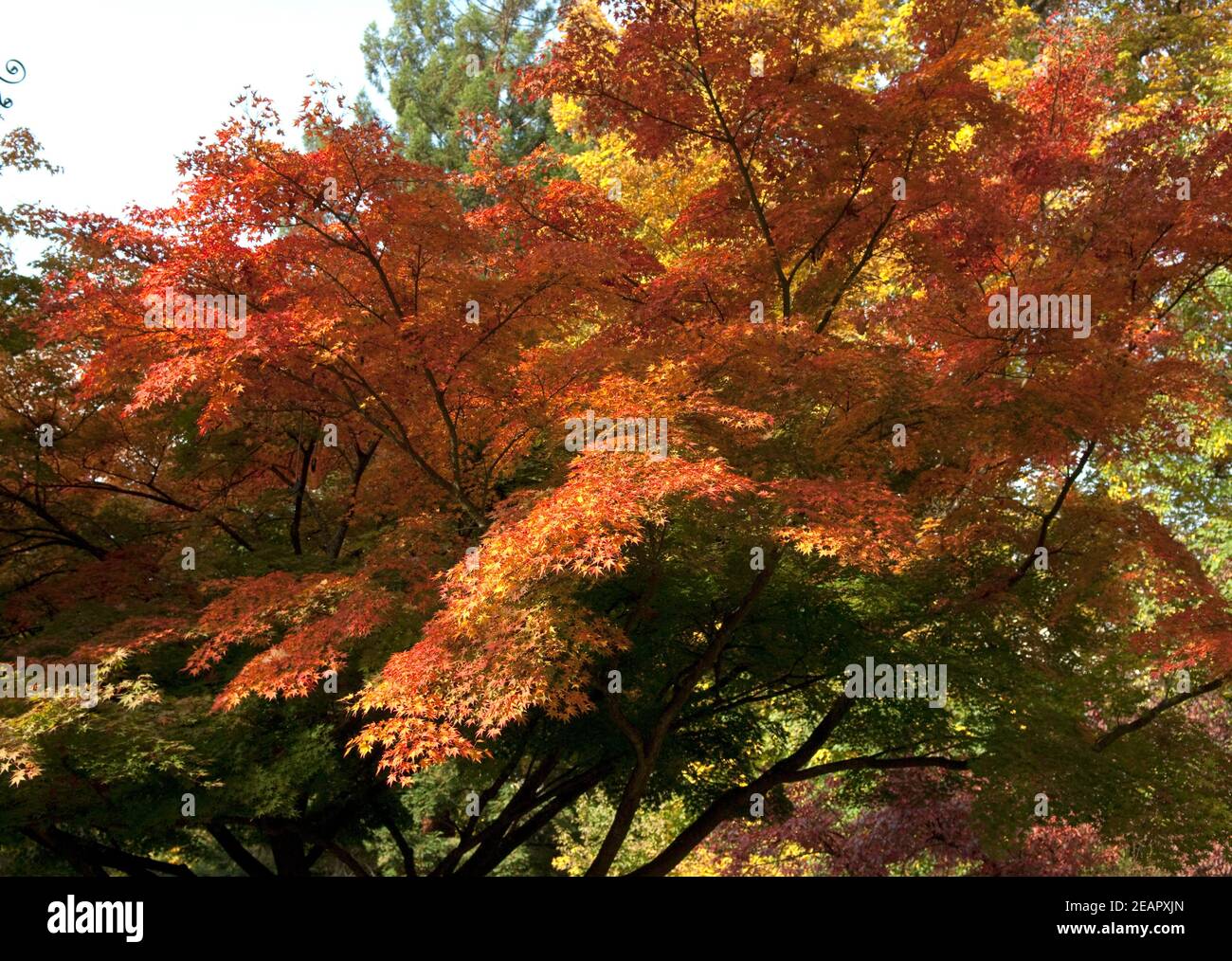 Faecher ahorne hi-res stock photography and images - Alamy