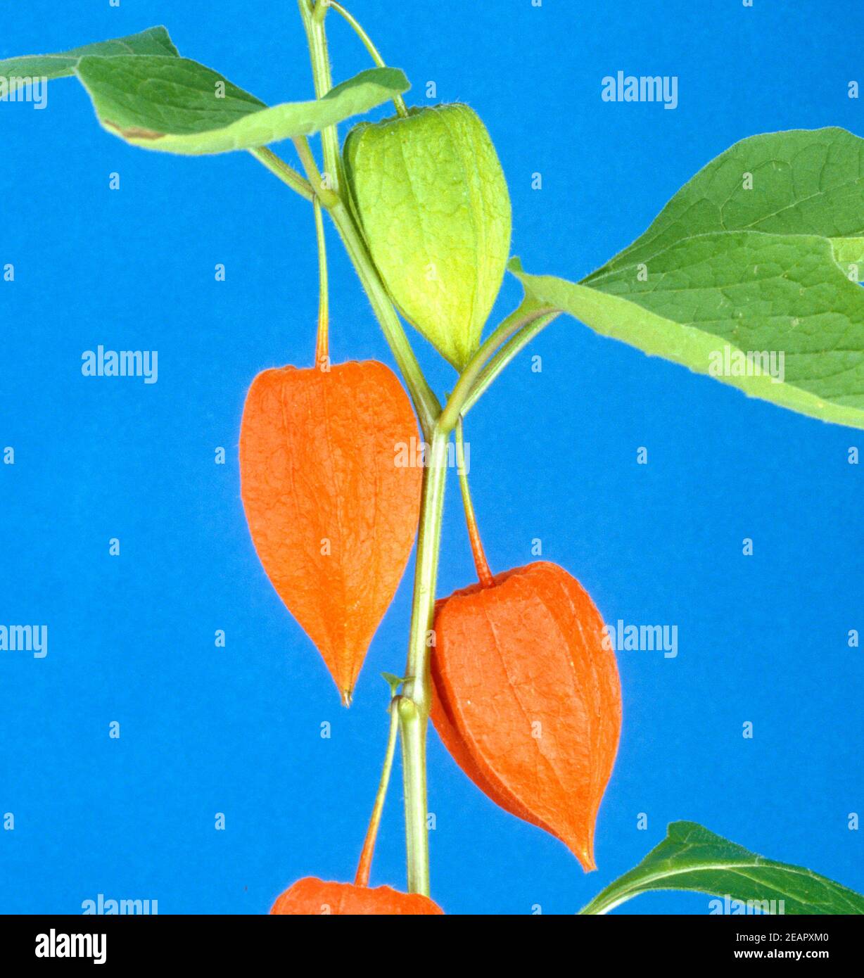 Lampionblumen hi-res stock photography and images - Alamy