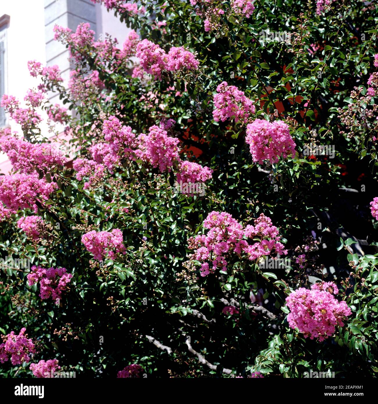 Lagerstroemia indica hi-res stock photography and images - Alamy