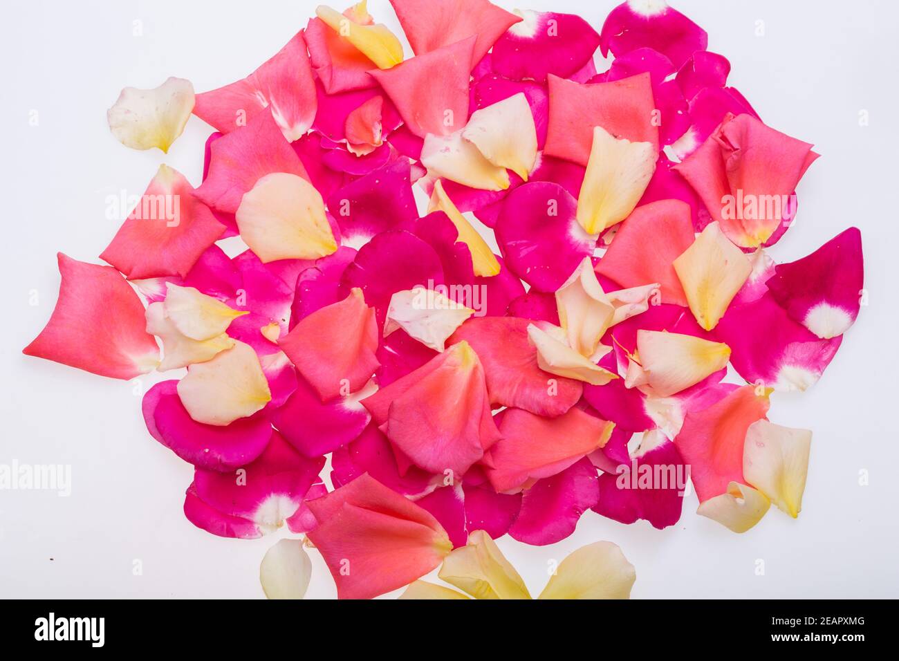 Petals of Pink and Yellow Roses Flowers. Background Stock Photo - Alamy