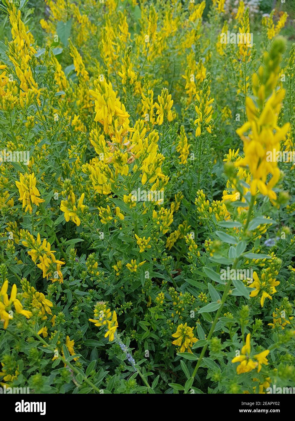 Genista tinctoria garden hi-res stock photography and images - Alamy