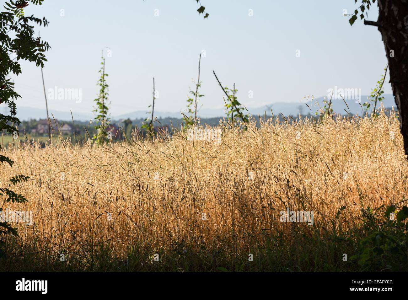 golden wheat in a farm field Stock Photo - Alamy