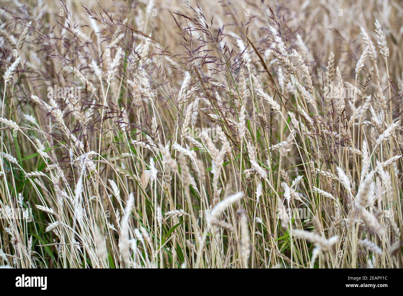 golden wheat in a farm field Stock Photo - Alamy