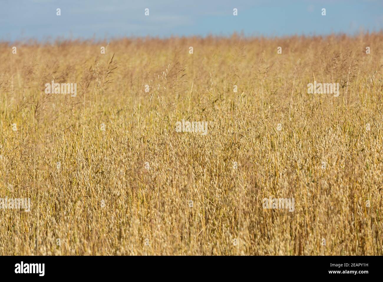 golden wheat in a farm field Stock Photo - Alamy