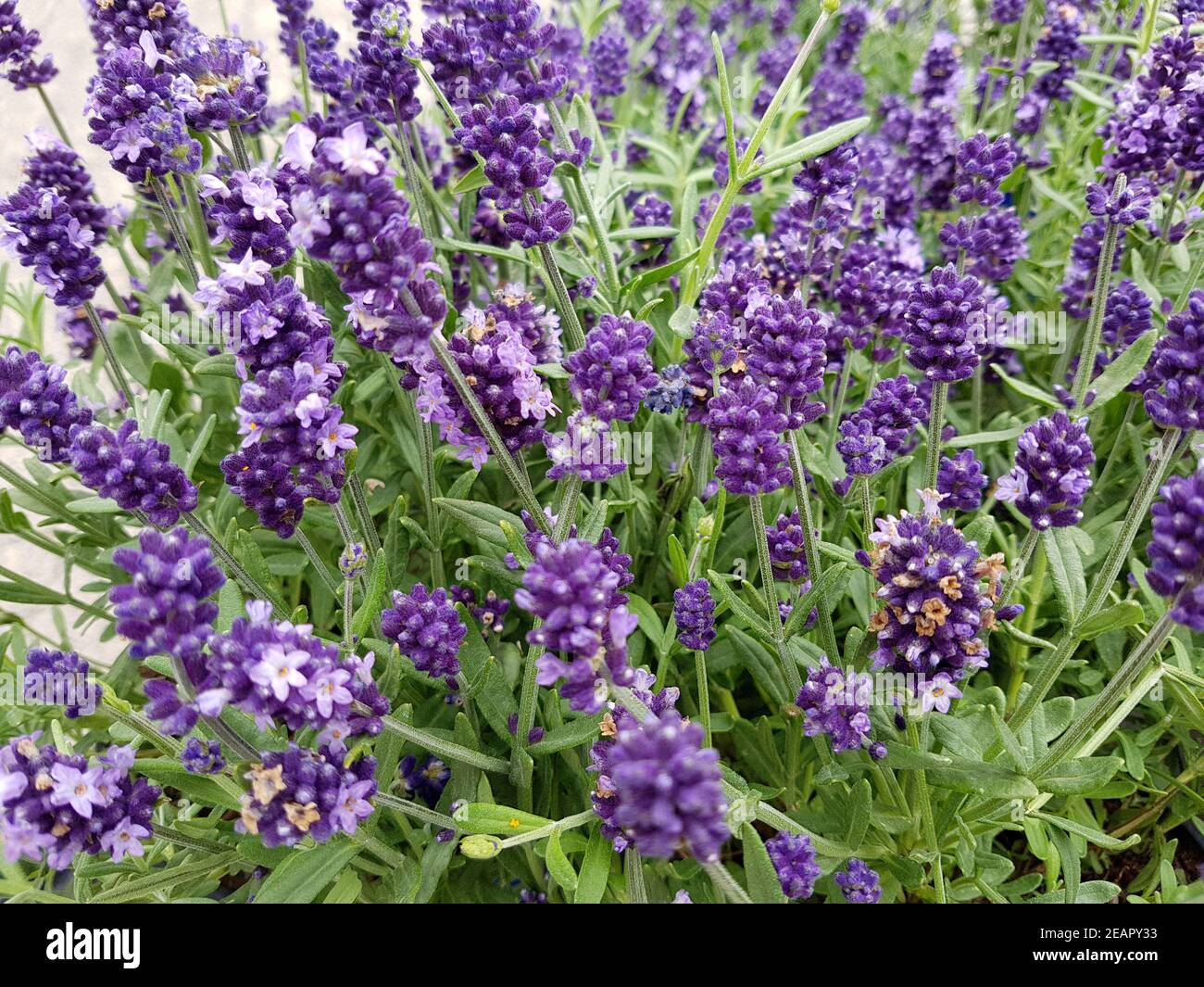 Lavendula blumen hi-res stock photography and images - Alamy