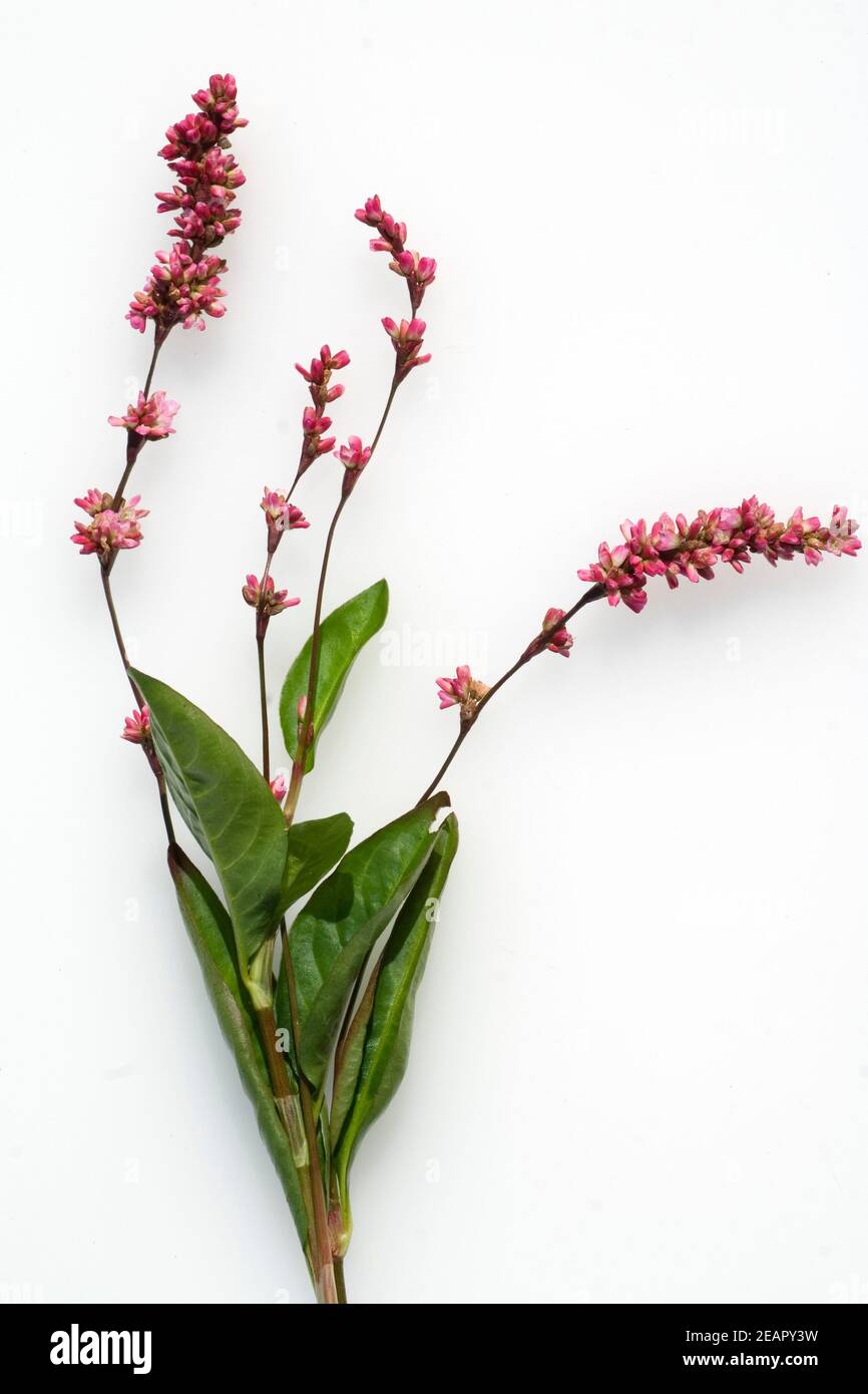 Polygonum High Resolution Stock Photography and Images - Alamy